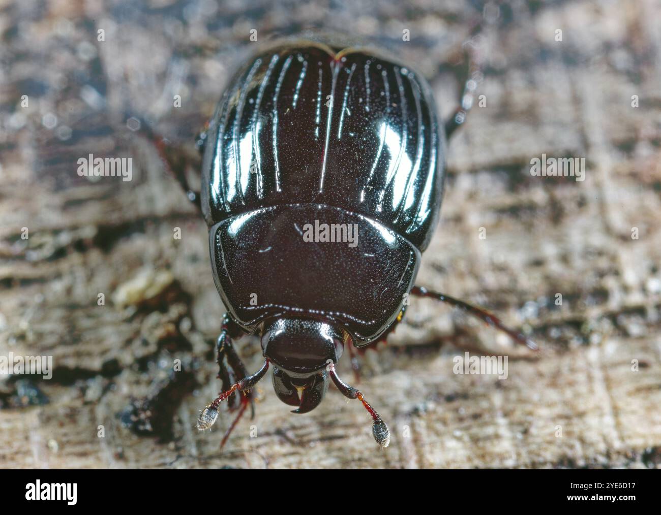 Clown beetle (Hister bisexstriatus), full-length portrait, Germany ...