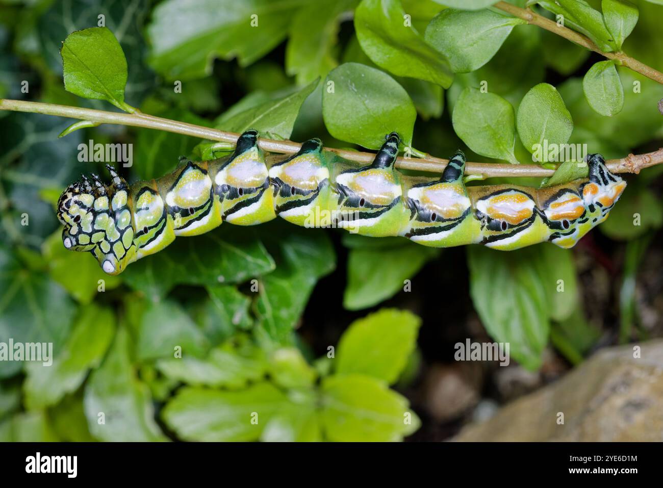 Giant Owl Moth (Brahmaea hearseyi), Caterpillar, home: Rainforests of ...