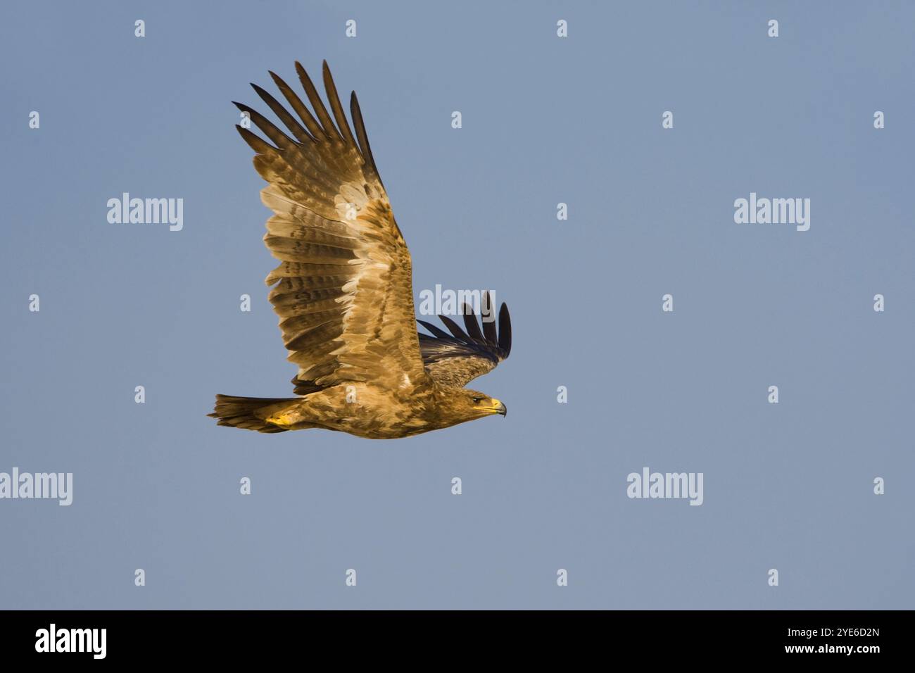 steppe eagle (Aquila nipalensis, Aquila rapax nipalensis), in flight in ...
