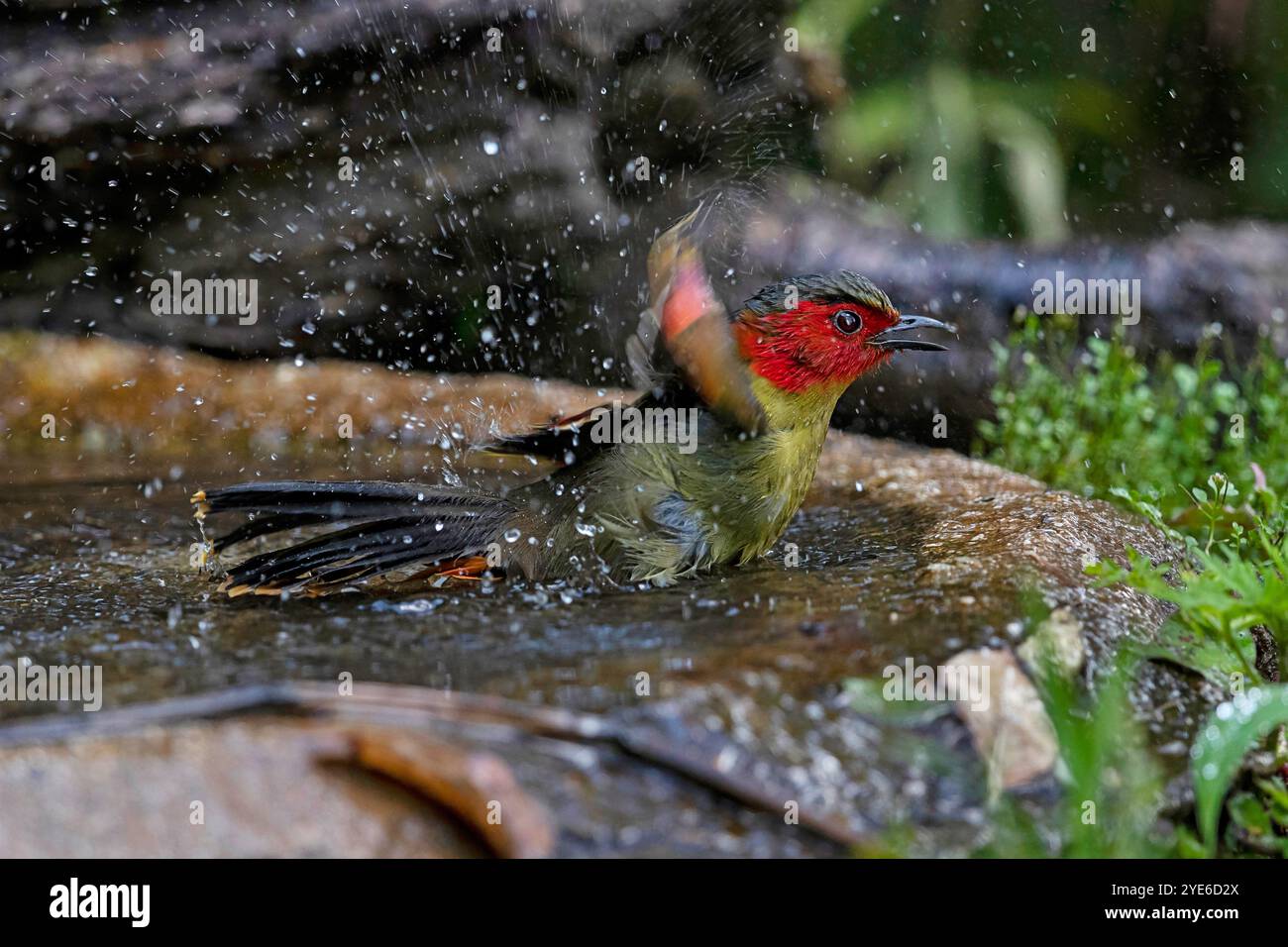 Scarlet-faced Liocichla (Liocichla ripponi welsii, Liocichla welsii ...