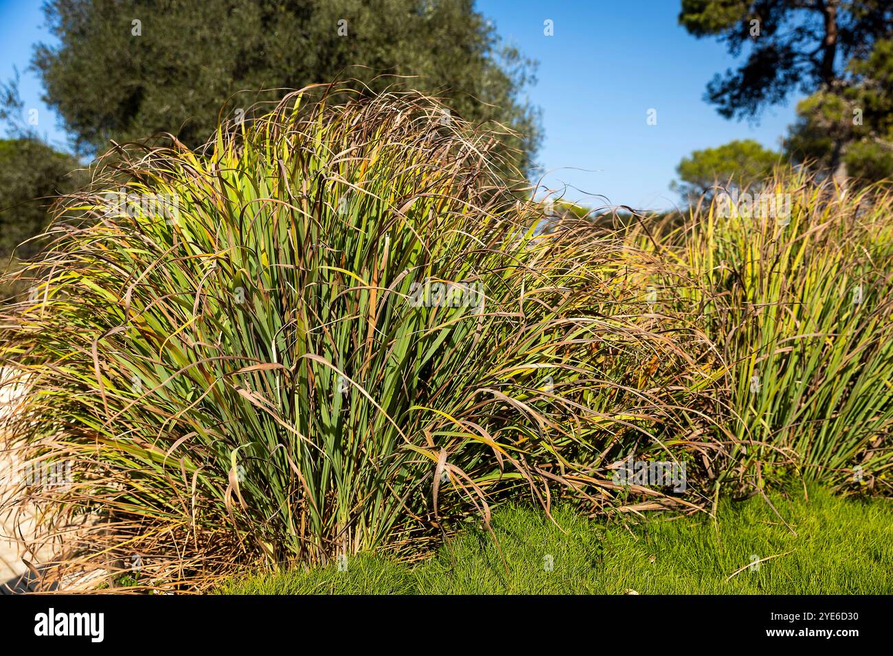 Cymbopogon citratus, also referred to as lemon grass thriving in ...