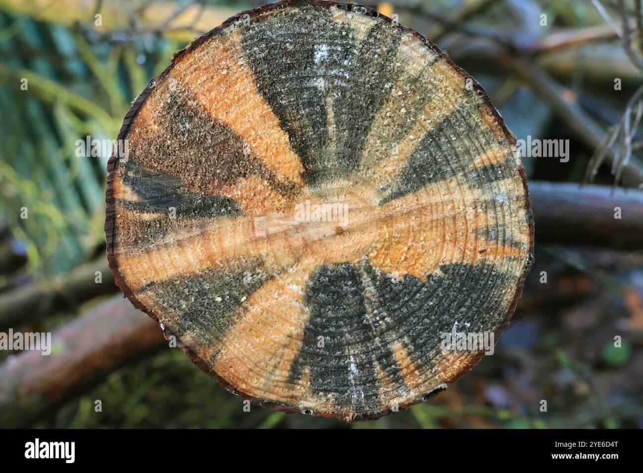 Norway spruce (Picea abies), geometric mushroom patterns on the face of ...