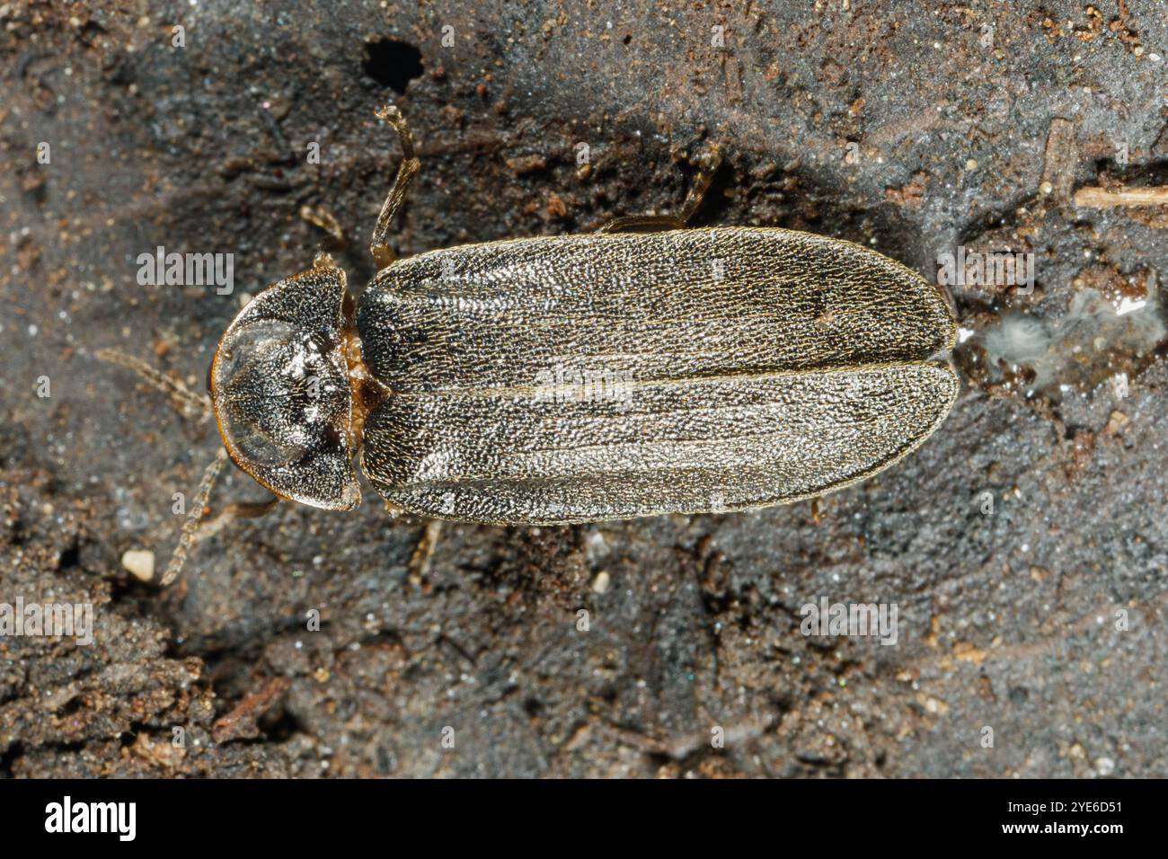 small lightning beetle (Lamprohiza splendidula, Phausis splendidula ...