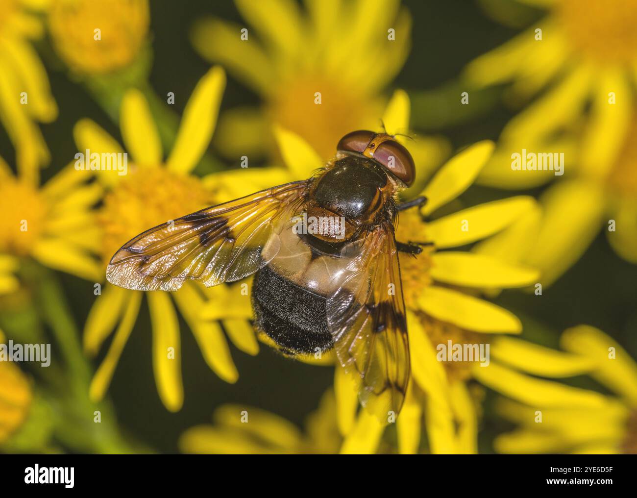 Gemeine waldschwebfliegewissenschaftlicher namevolucella pellucens ...