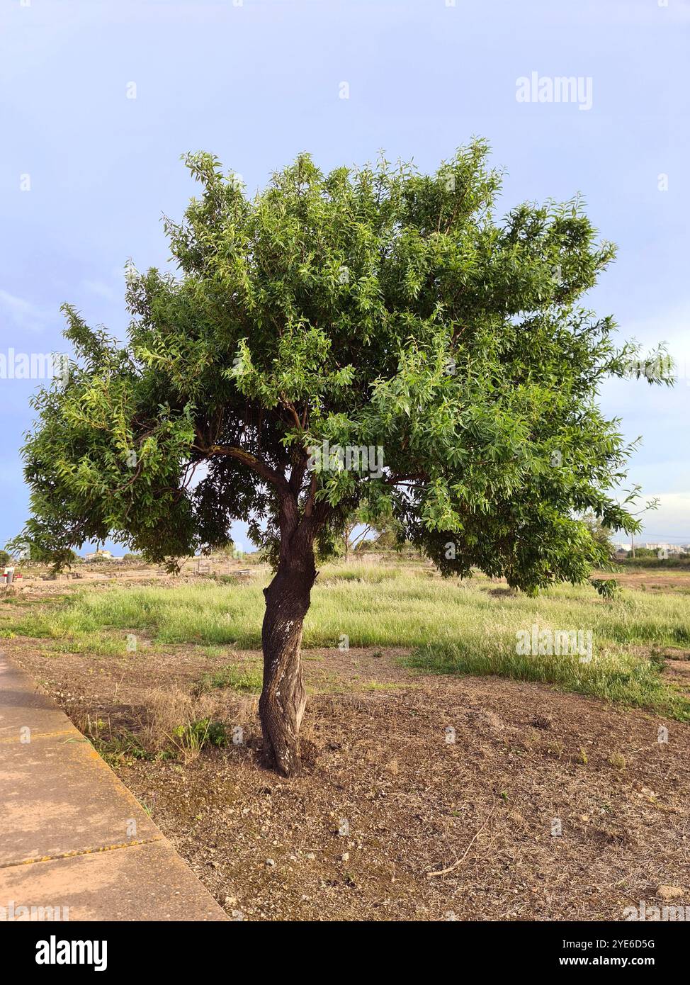 Almond (Prunus dulcis, Prunus amygdalus, Amygdalus communis, Amygdalus ...