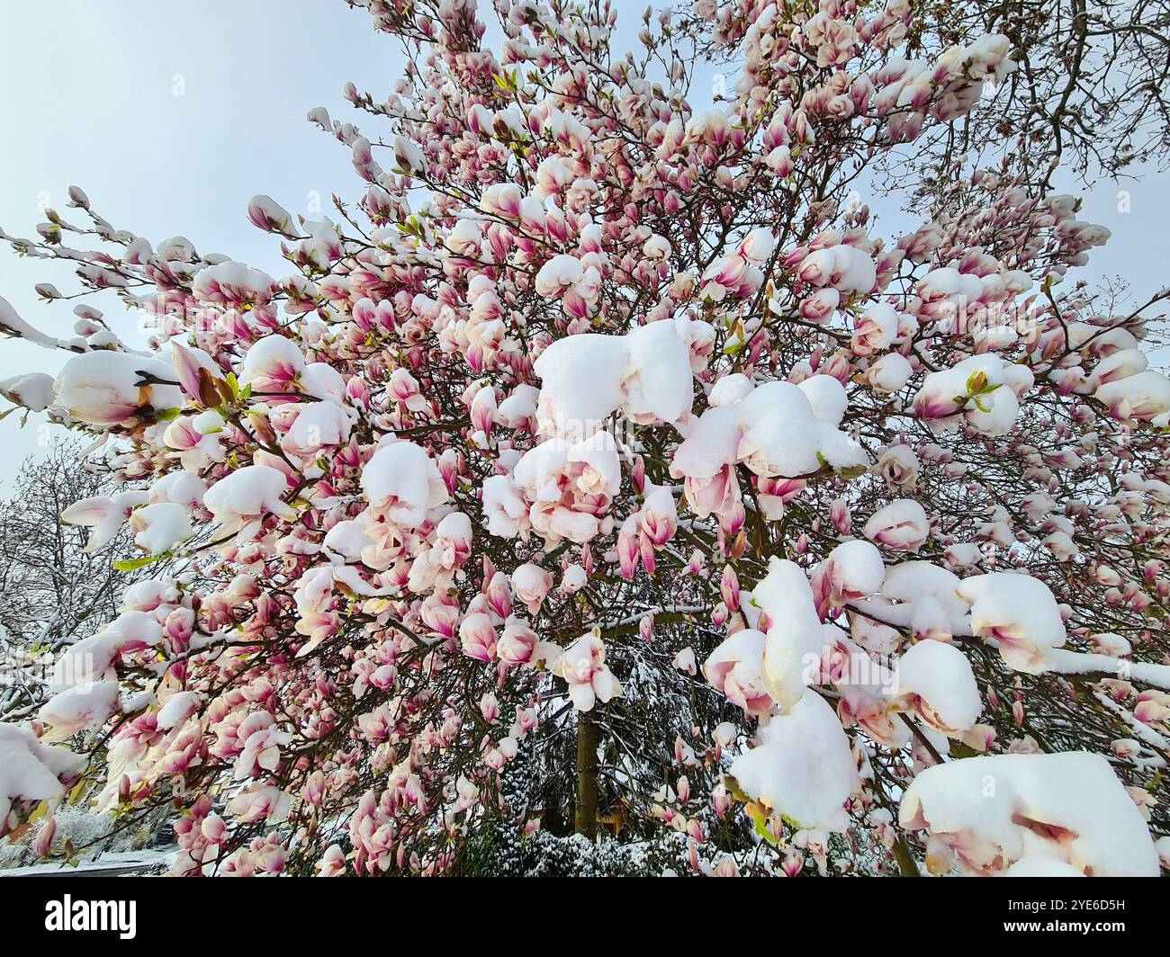 saucer magnolia (Magnolia x soulangiana, Magnolia soulangiana, Magnolia ...
