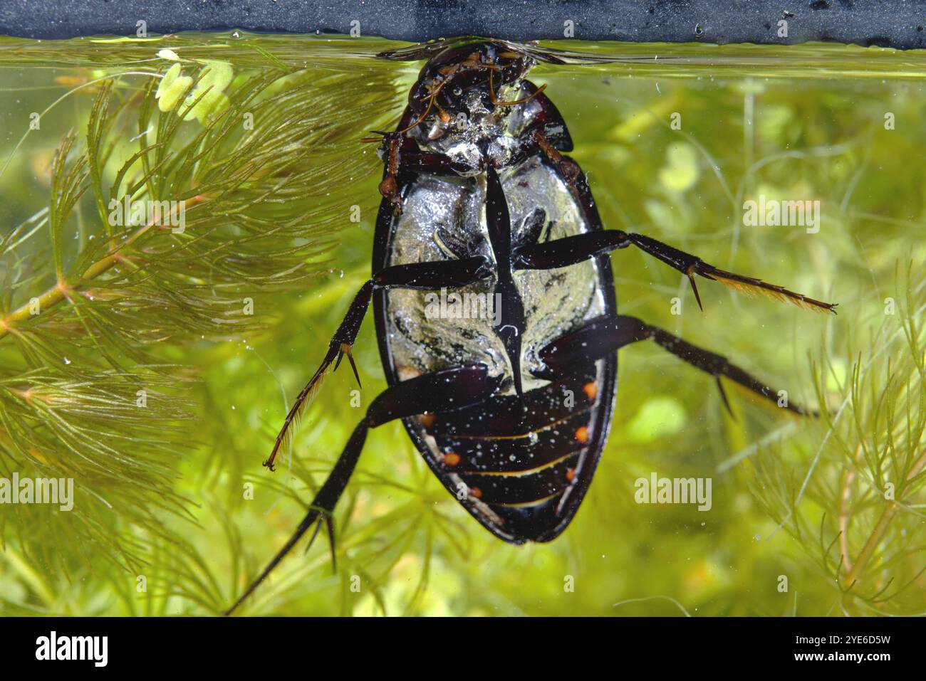 Greater silver beetle, Great black water beetle, Great silver water ...
