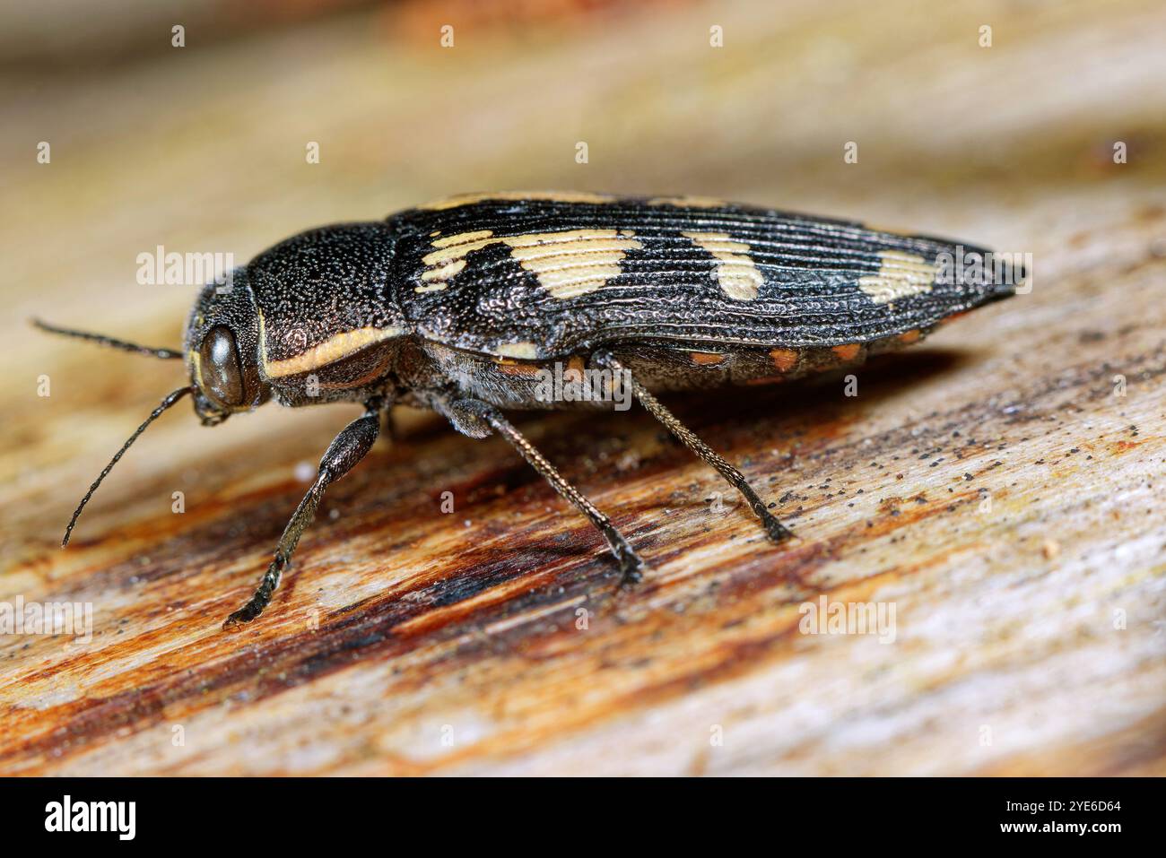 Metallic wood-boring beetle (Buprestis novemmaculata), sitting on dead ...