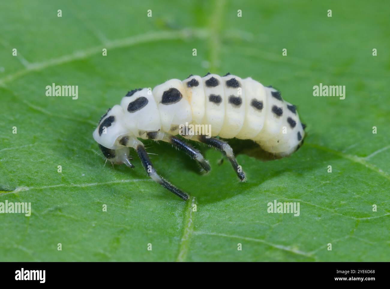 10 spot ladybird, ten-spotted ladybird, ten-spotted lady beetle (Calvia ...