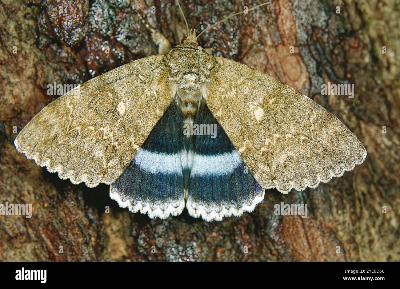 Catocalaart hi-res stock photography and images - Alamy