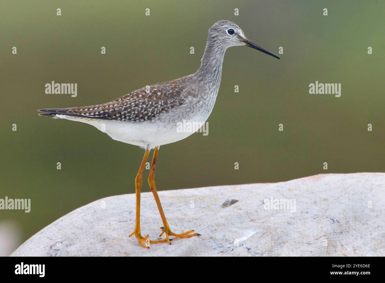 lesser yellowlegs (Tringa flavipes), standing, side view, Azores, Lagoa ...
