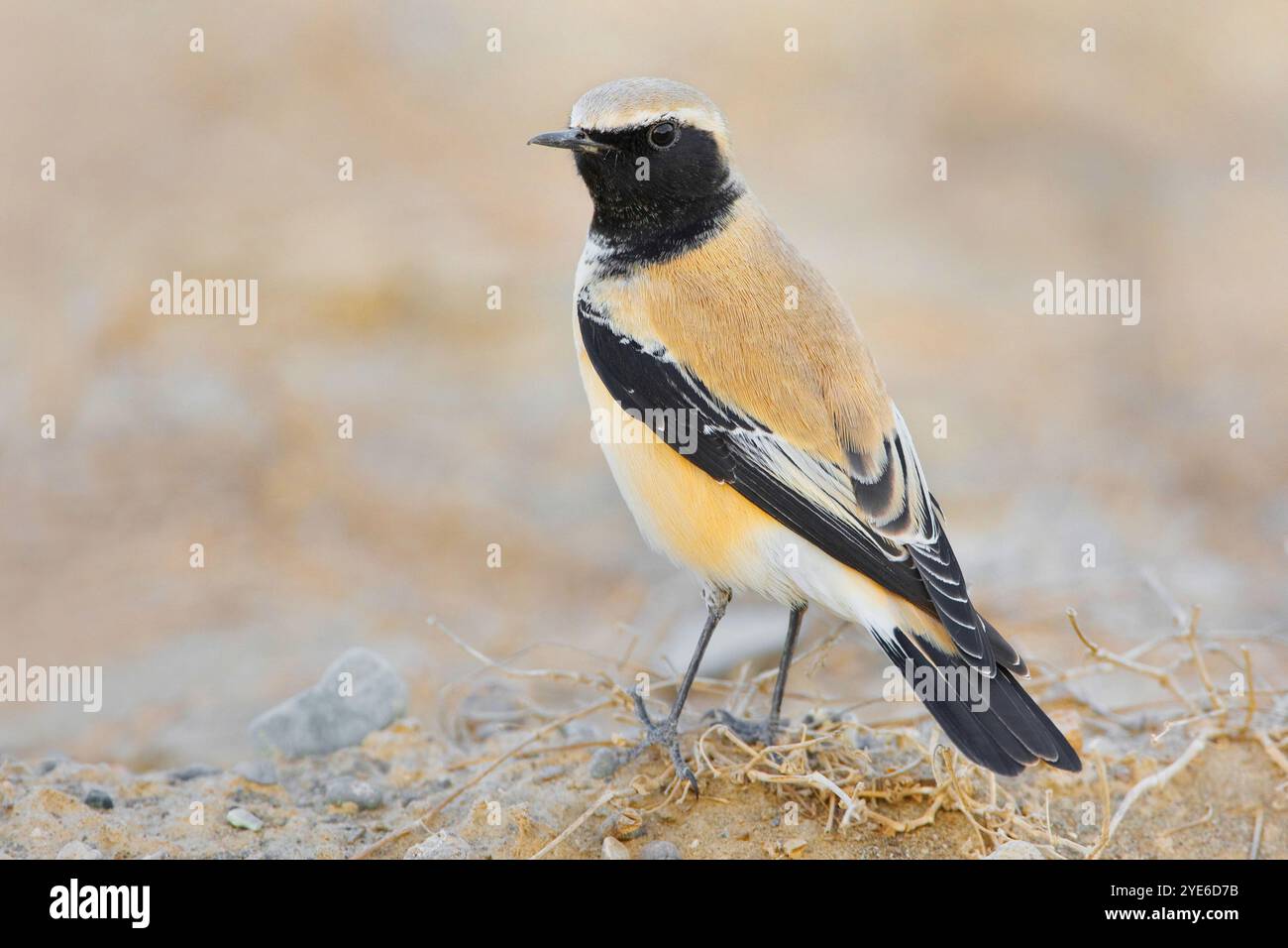 desert wheatear (Oenanthe deserti), male perching on the ground, Oman ...