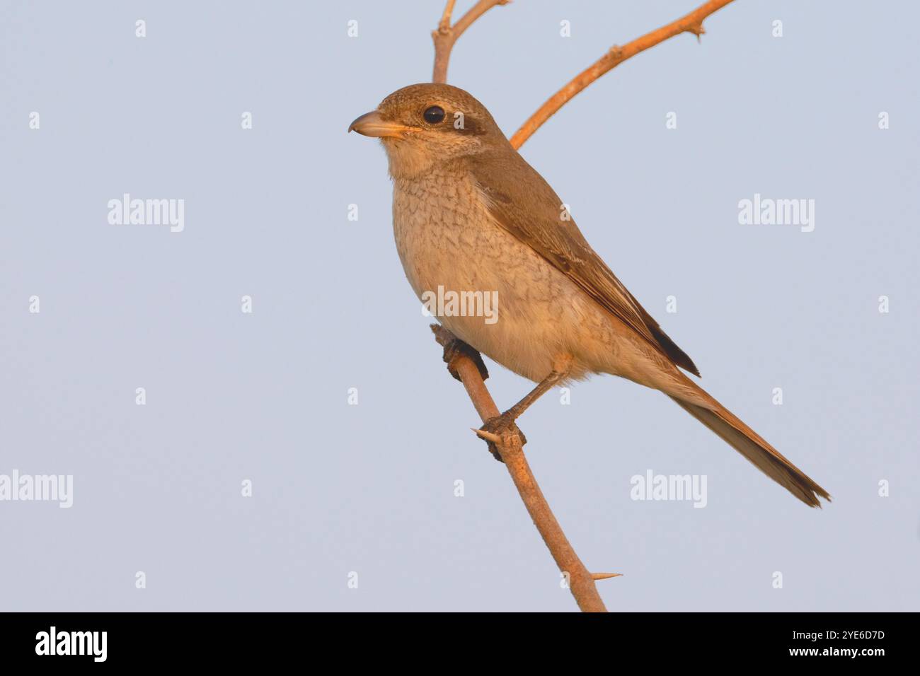 Turkestan Shrike, Red-tailed Shrike (Lanius isabellinus phoenicuroides ...