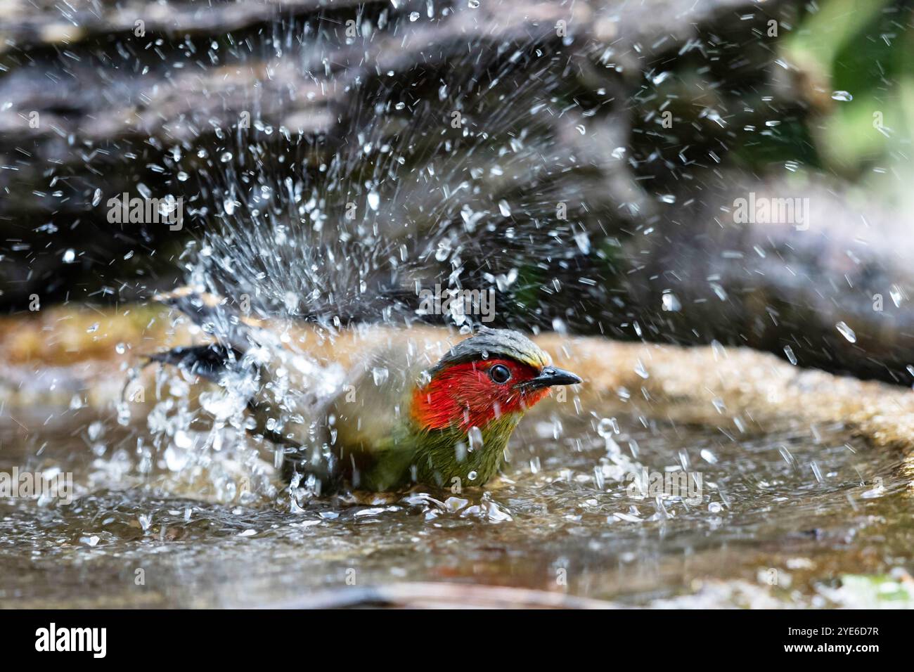 Scarlet-faced Liocichla (Liocichla ripponi welsii, Liocichla welsii ...