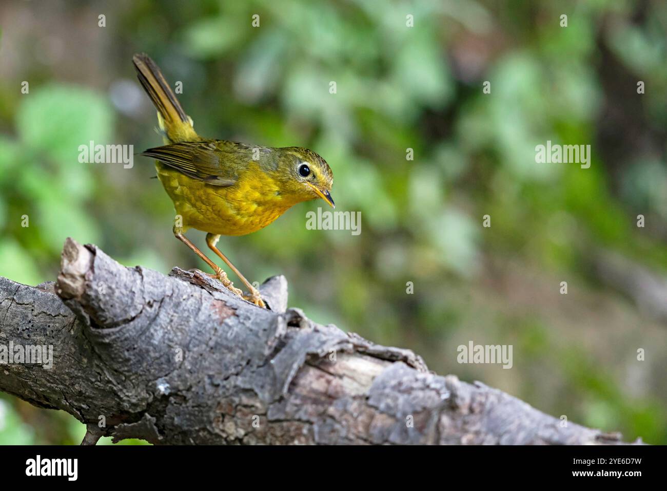 Golden bush-robin, Golden bush robin (Tarsiger chrysaeus), female ...