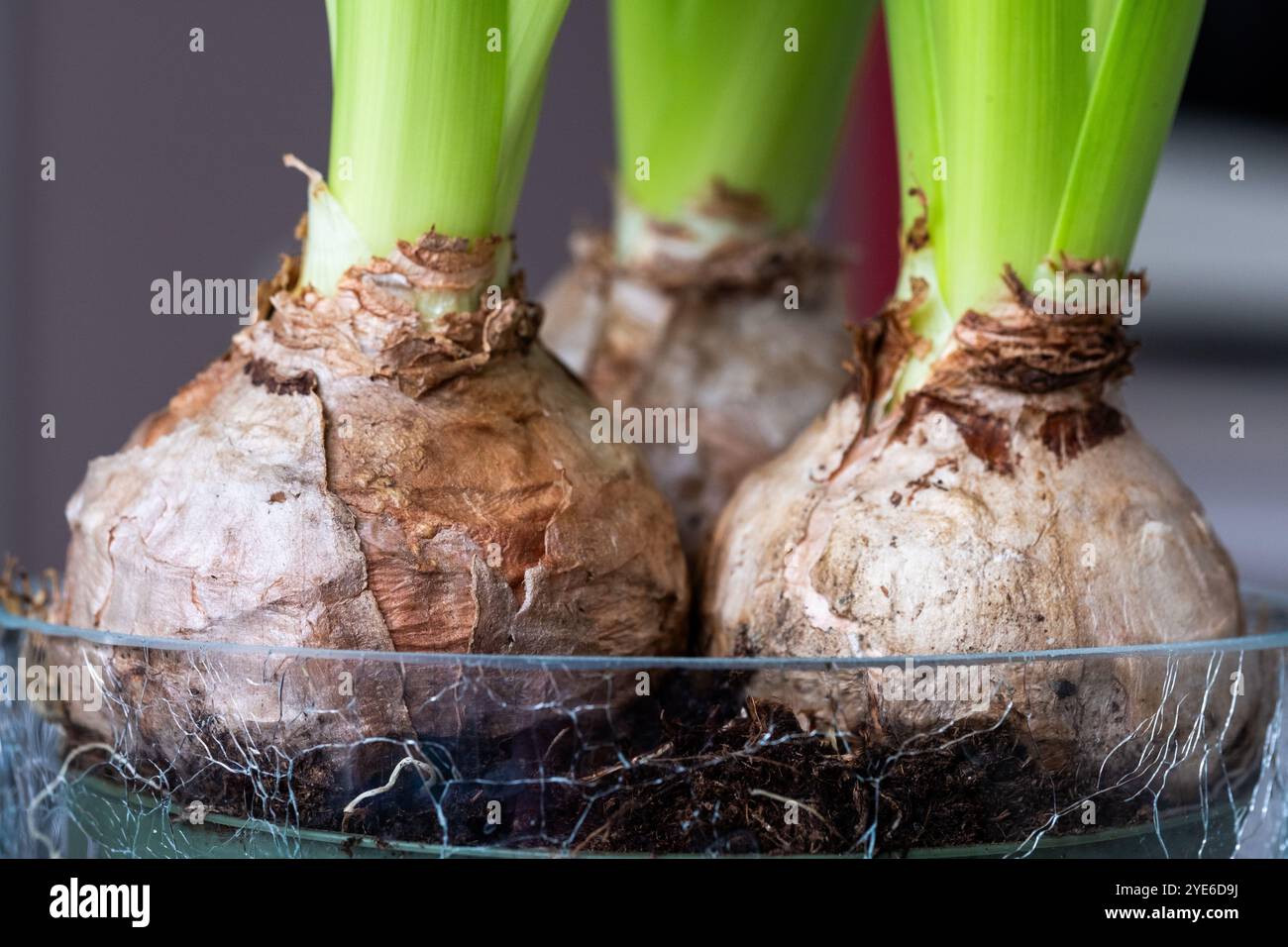 Leafy green bases hi-res stock photography and images - Alamy