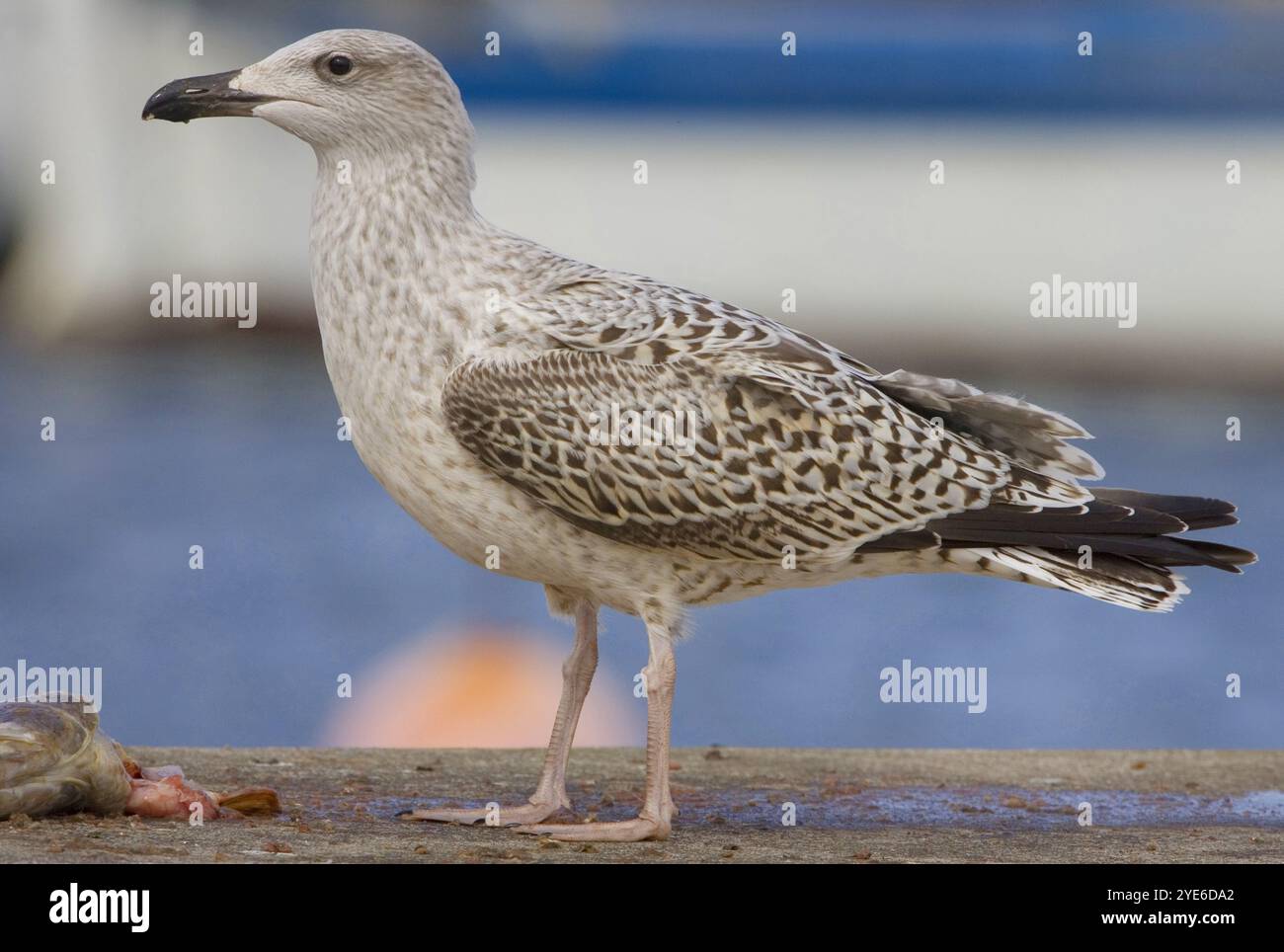 greater black-backed gull (Larus marinus), immature greater black ...