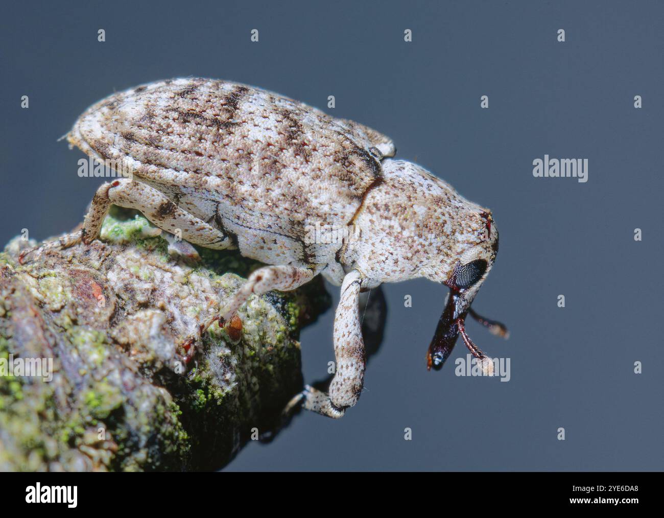 oak weevil (Gasterocercus depressirostris), Side view, primeval forest ...