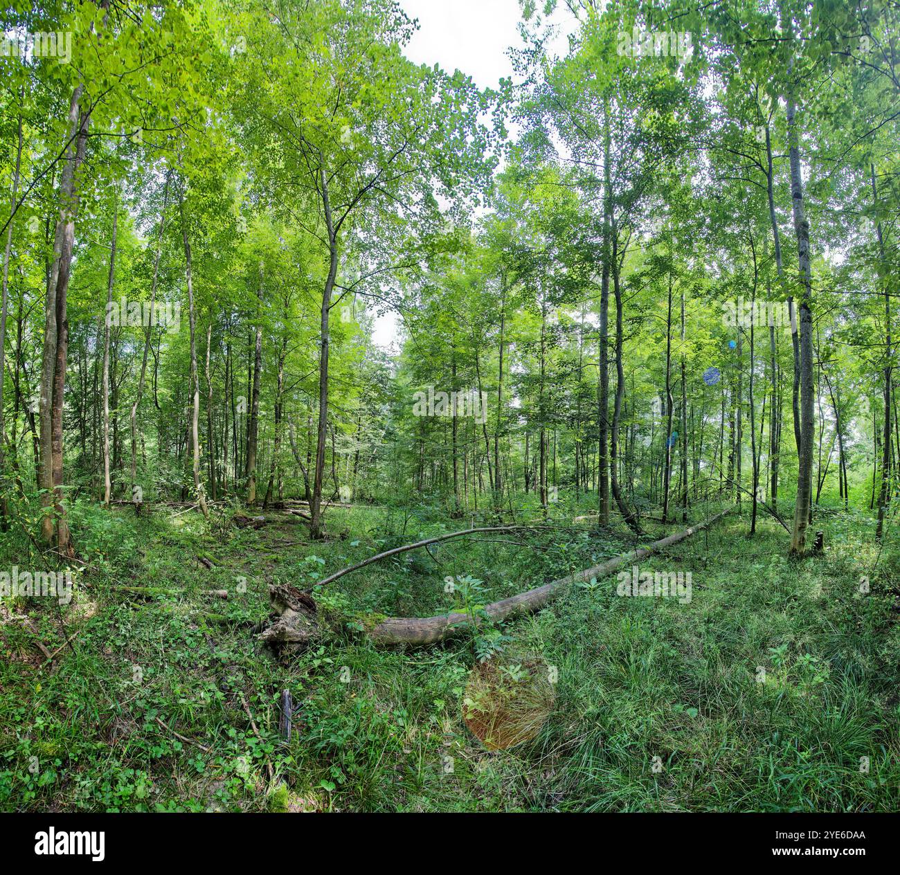Riparian forest in summer, nature reserve Mittlere Isarauen between ...