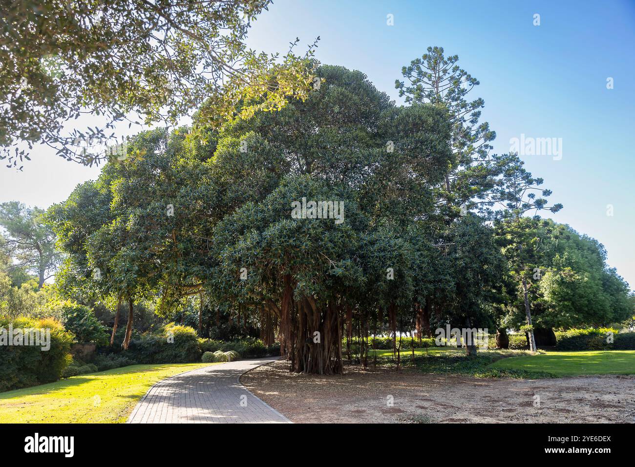 A huge old Ficus rubiginosa australis trunk near the path in the ...