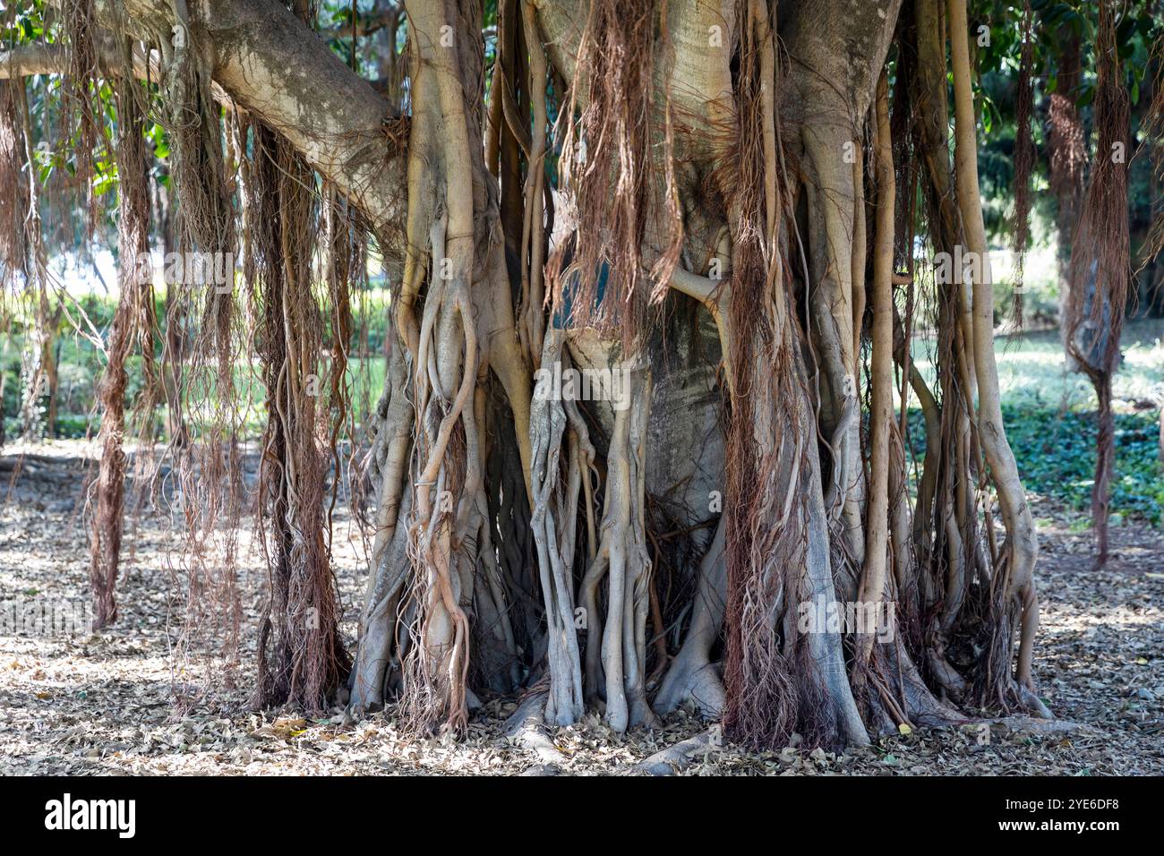 Aerial Roots of Ficus benghalensis in an Israeli Park Setting Stock ...