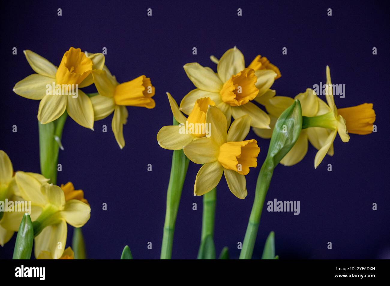 Bright yellow daffodils stand gracefully, their trumpet-shaped flowers ...