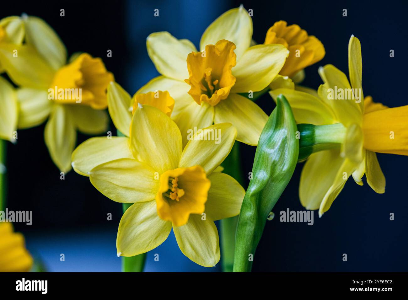 Daffodil showcases hi-res stock photography and images - Alamy