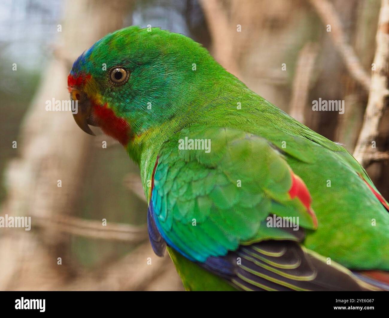 Breeds in tasmania hi-res stock photography and images - Alamy