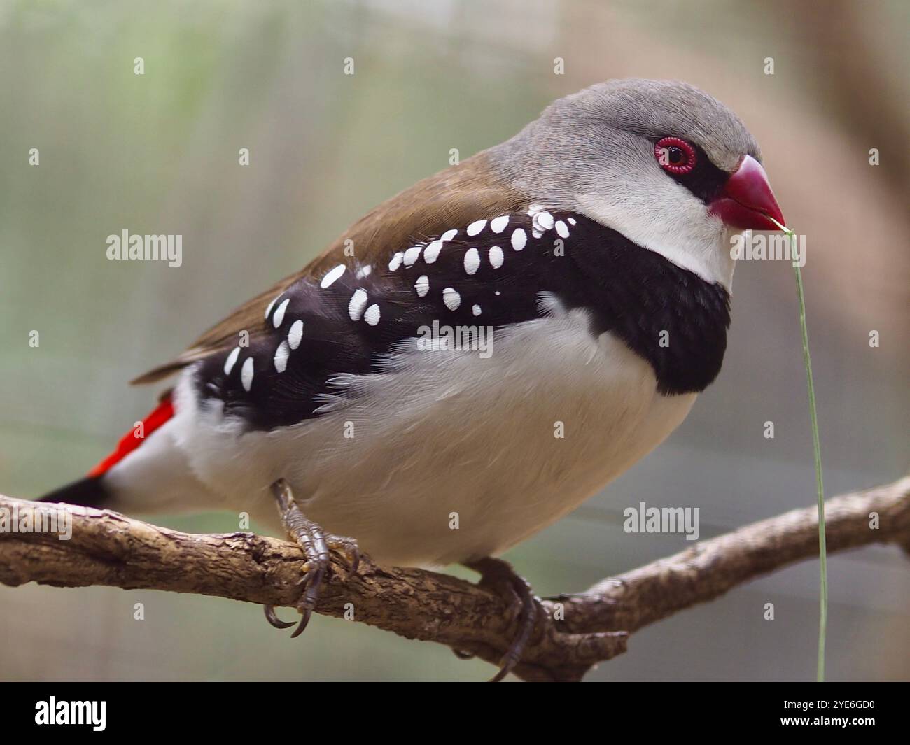 Male diamond firetail hi-res stock photography and images - Alamy