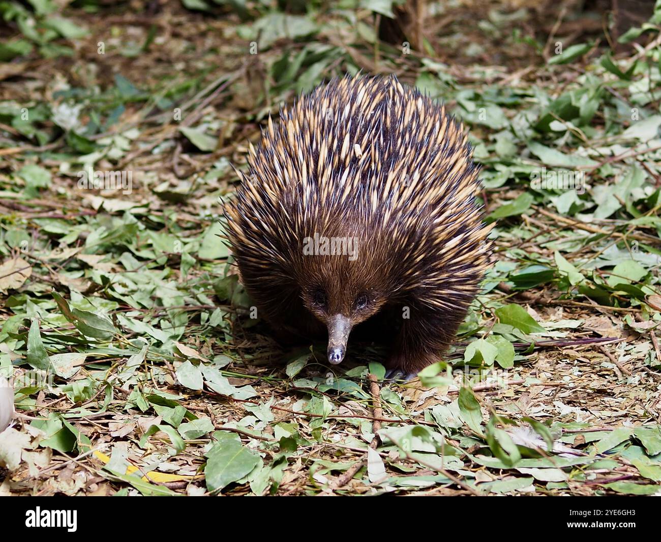 4 species of echidna hi-res stock photography and images - Alamy