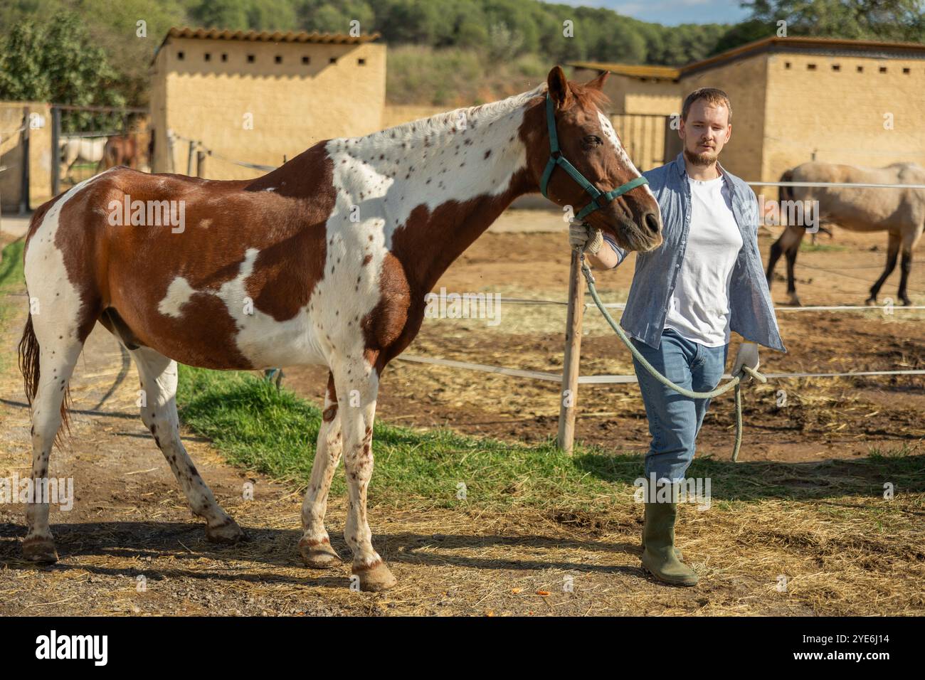 Man leading horse stable hi-res stock photography and images - Alamy