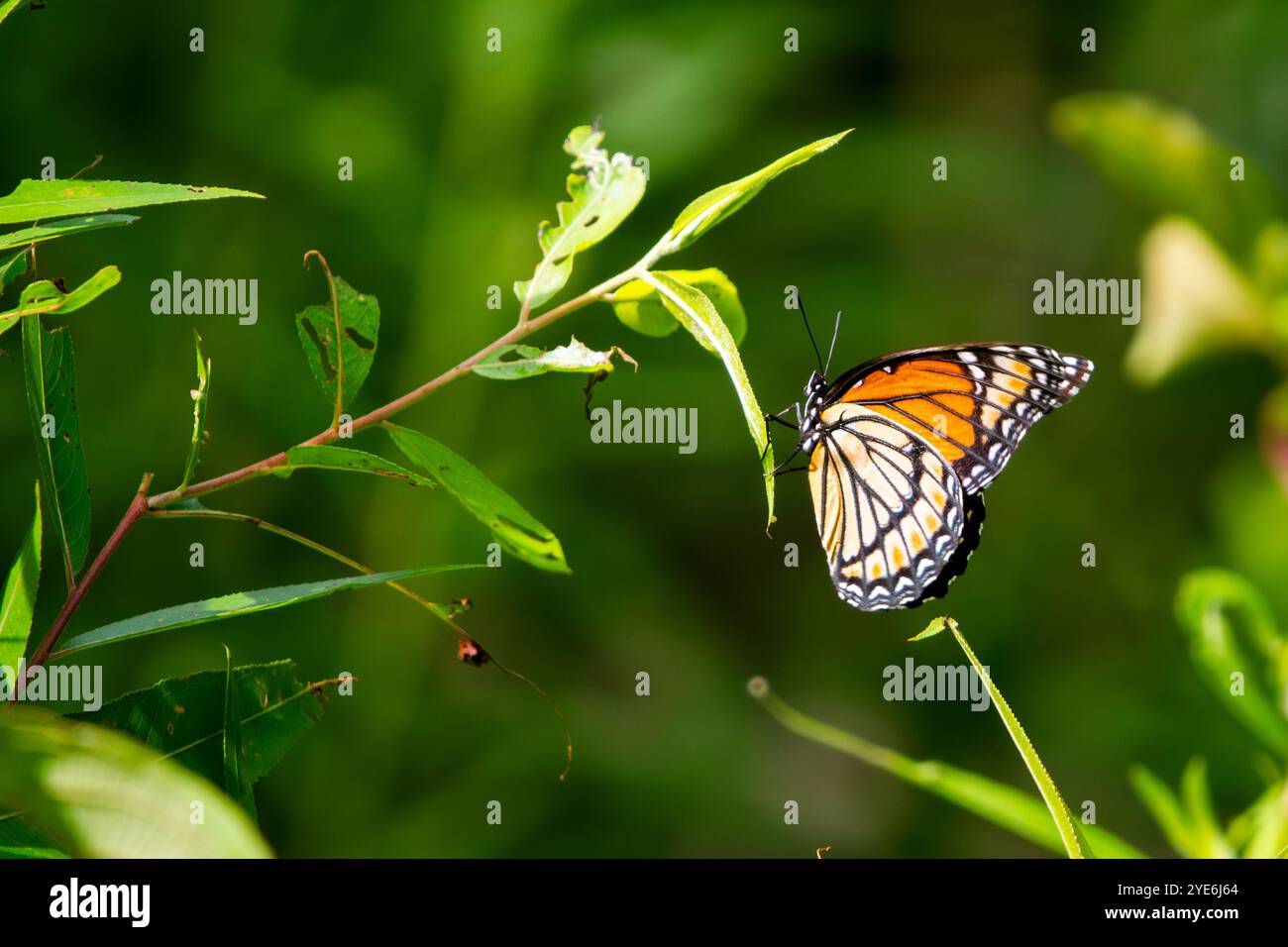 Viceroy butterflies hi-res stock photography and images - Alamy