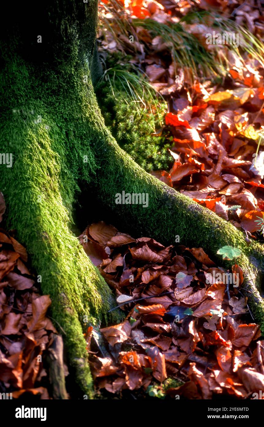 Base of Tree root system, Upper Bavaria, Germany Stock Photo - Alamy