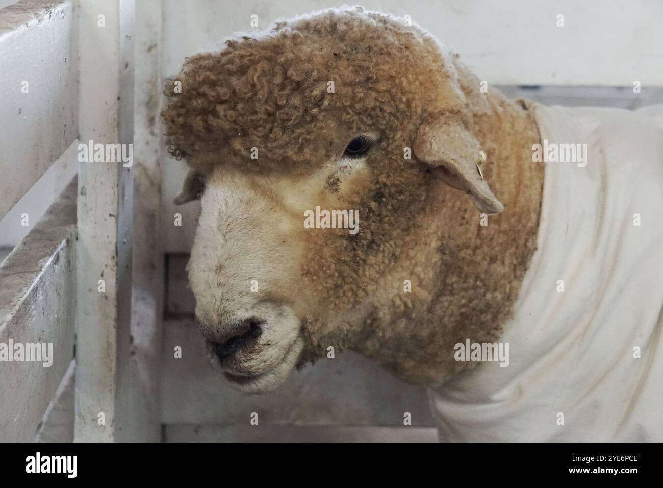 Sheep Head Portrait in White Barn Stock Photo - Alamy