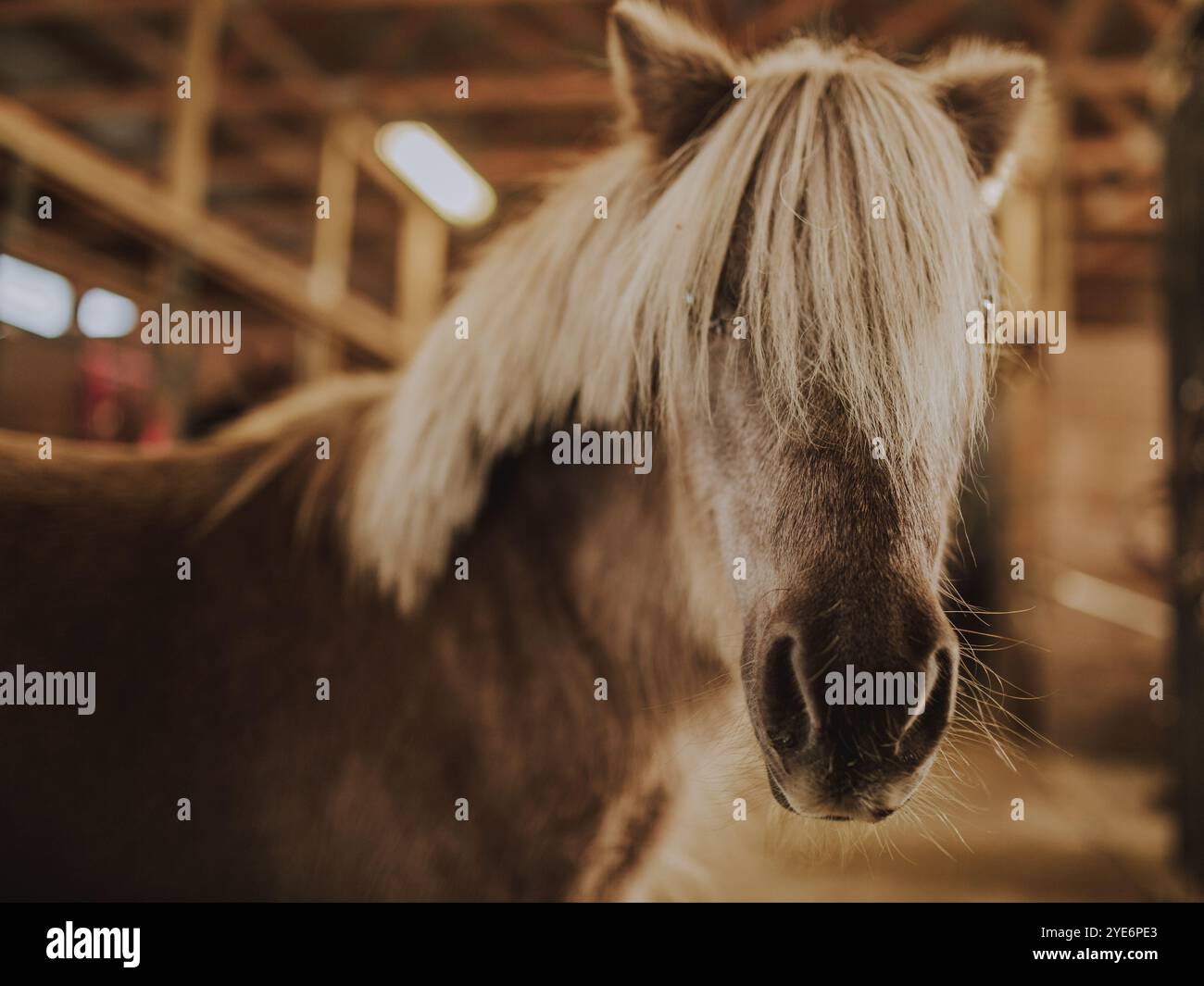 Donkey with Long Mane in Barn Farm Stable Stock Photo - Alamy