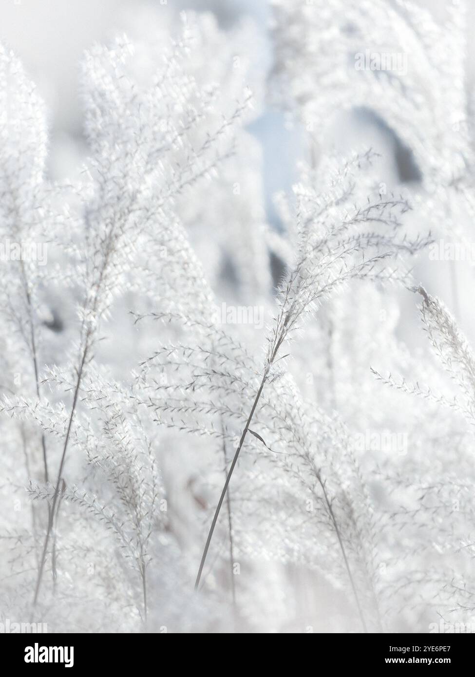 Silver ornamental grass nature hi-res stock photography and images - Alamy