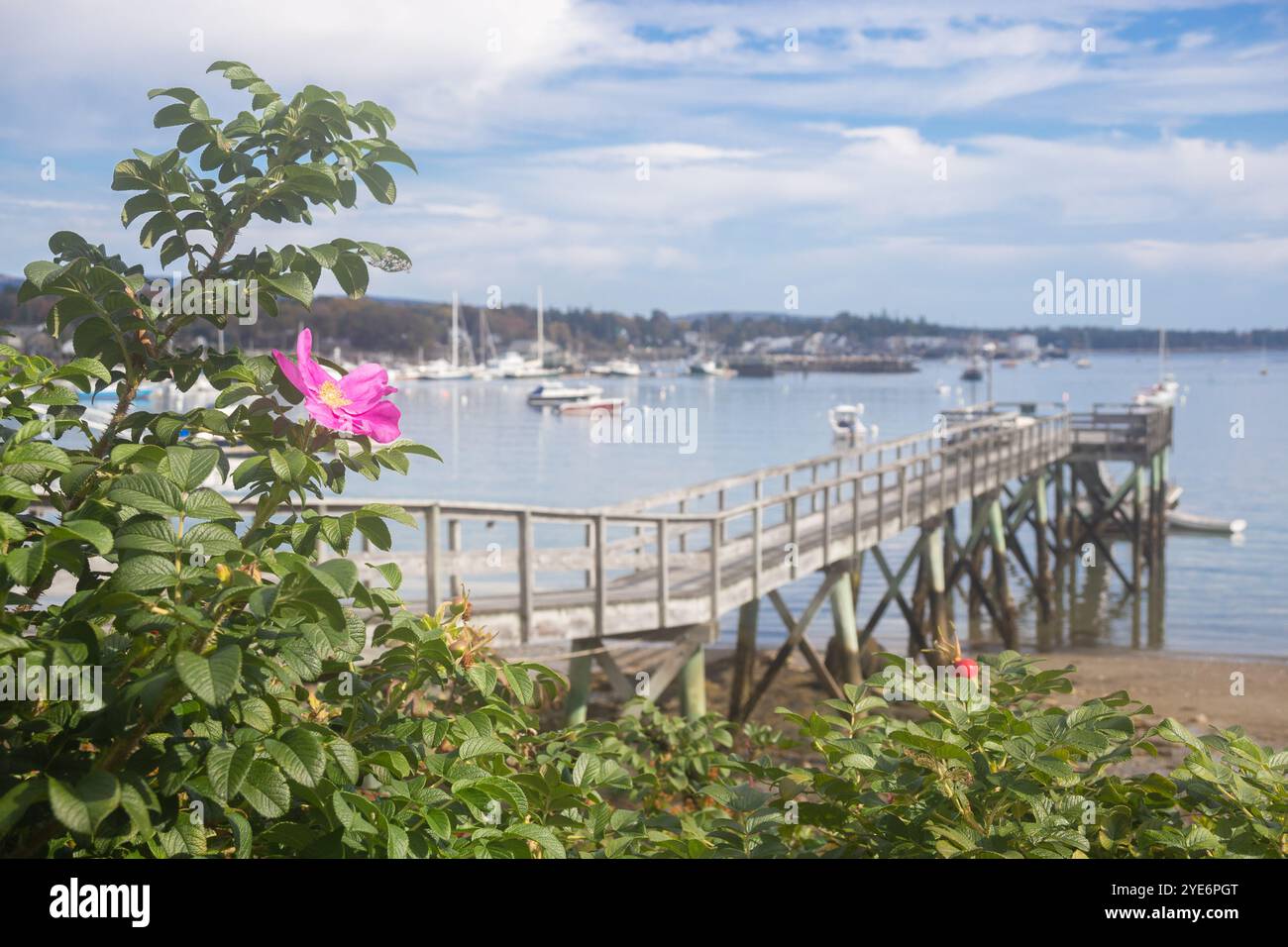 Somes Harbor Maine Boats and Pier in Summer Bloom Stock Photo - Alamy