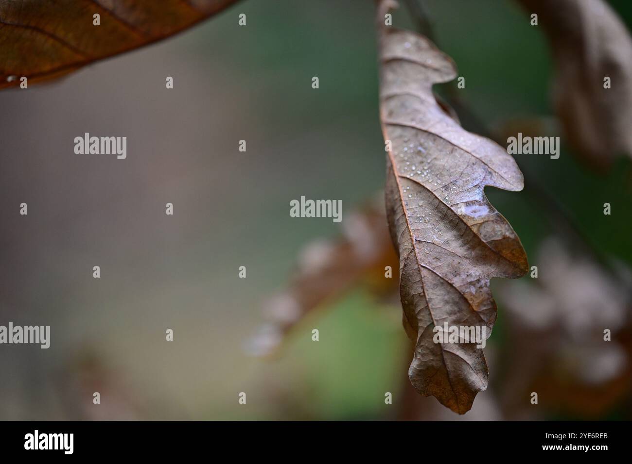 Sweden nature 4k hi-res stock photography and images - Alamy