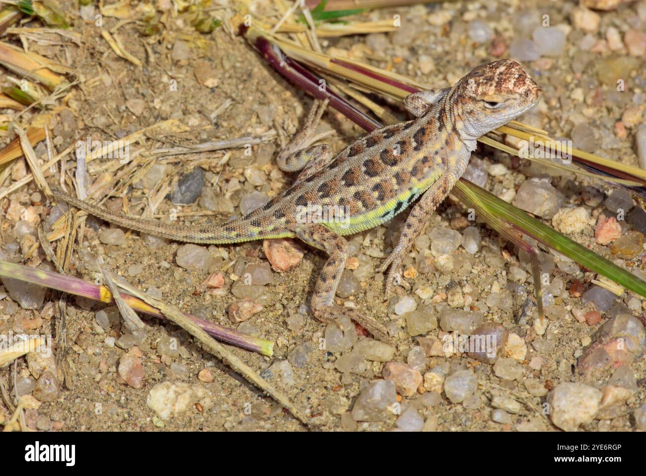 Lesser earless lizards hi-res stock photography and images - Alamy