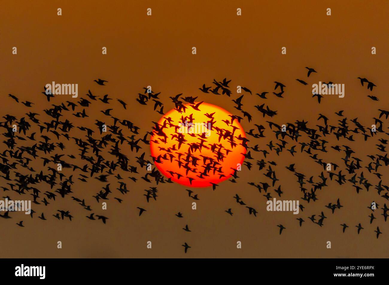 SUQIAN, CHINA - OCTOBER 30, 2024 - The first batch of winter migratory ...