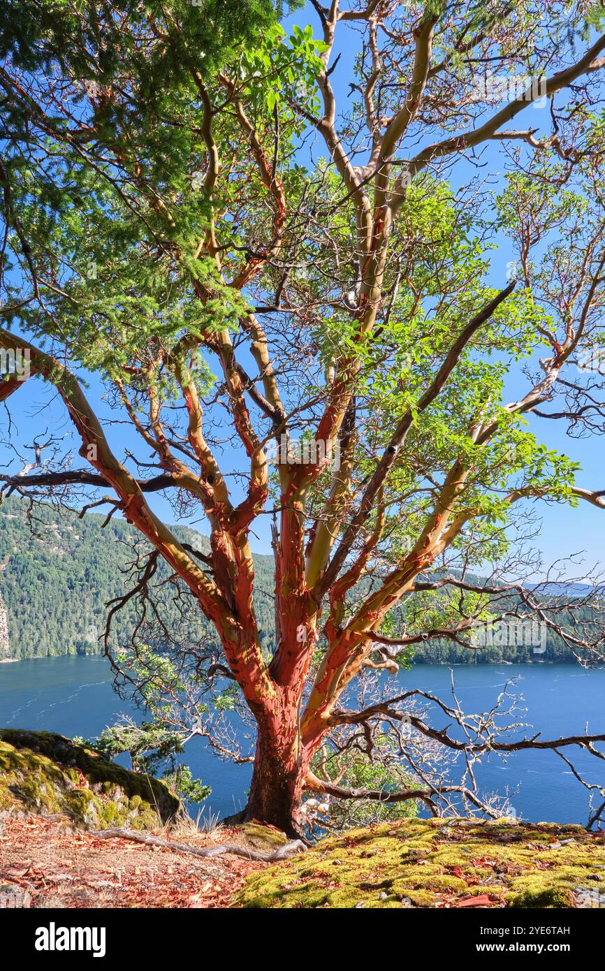 A beautiful Arbutus tree with it's unique coloured bark sits on the ...