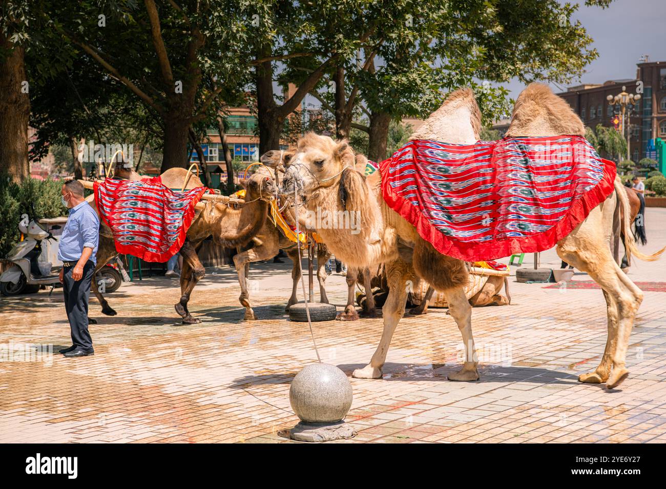 A camel and a horse in the streets of Kashgar Old Town, Xinjiang, China, Silk road landscape ...