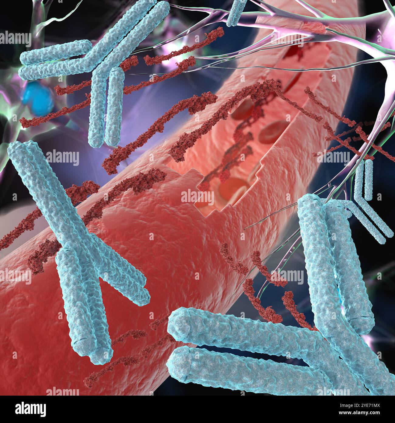 Illustration of antibodies (blue) targeting fibrinogen (dark red) that ...