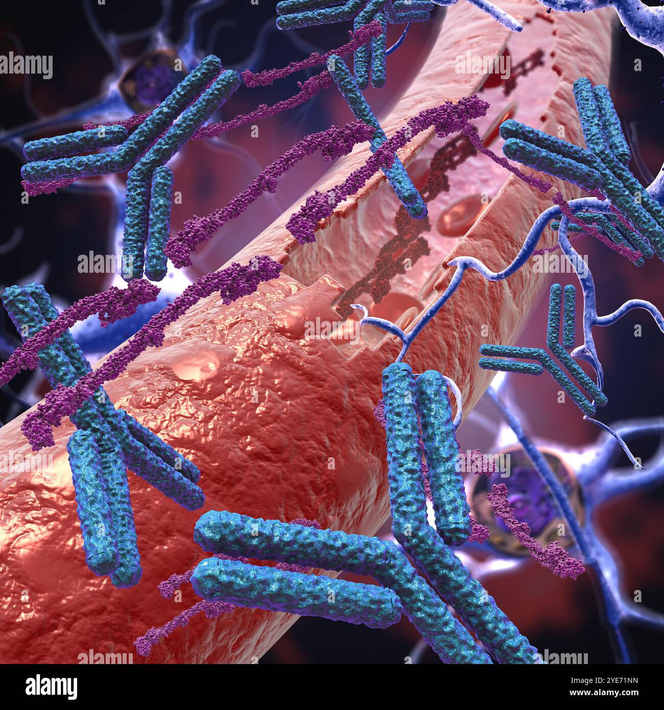 Illustration of antibodies (blue) targeting fibrinogen (purple) that is ...