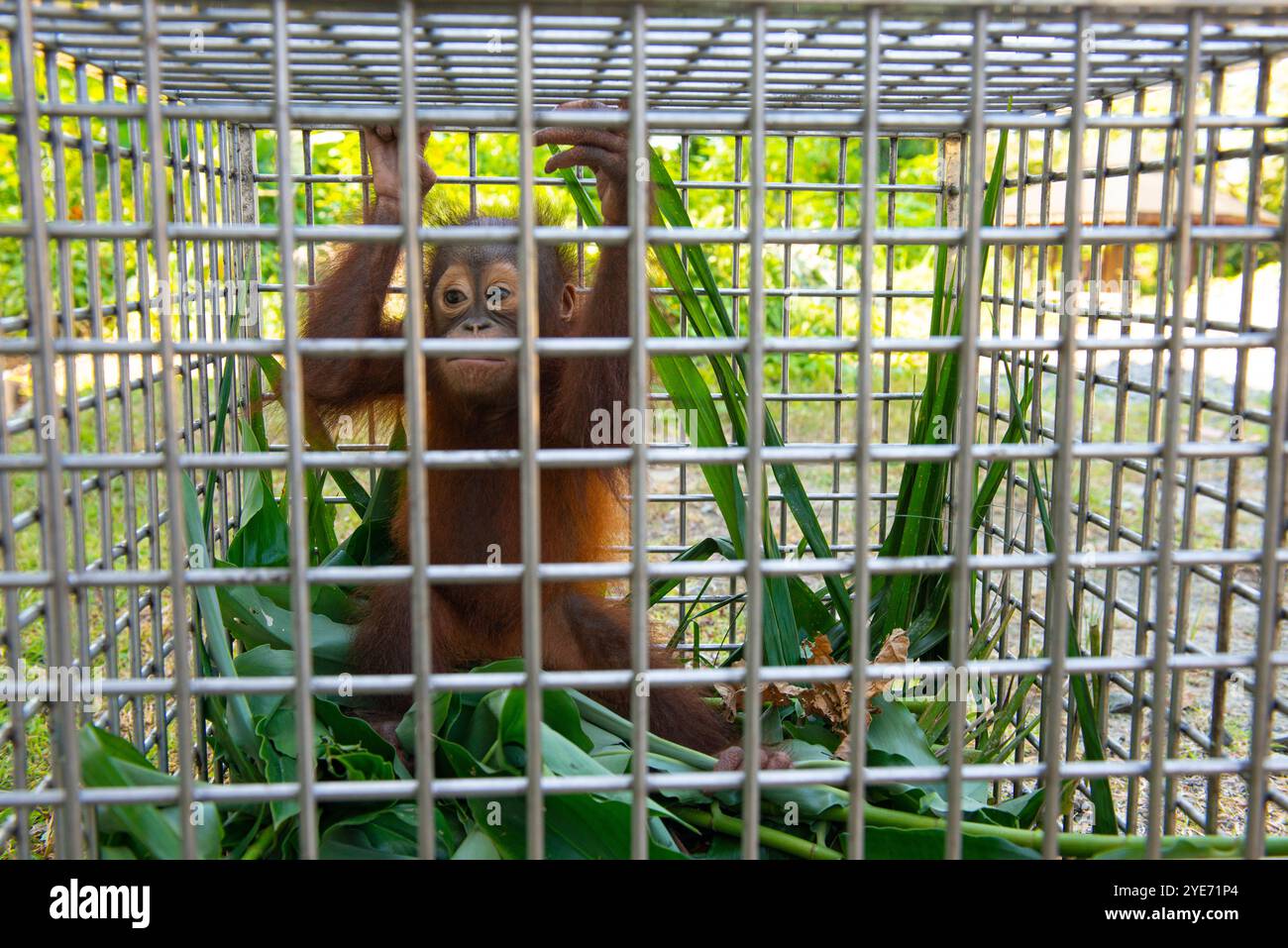 Baby Bornean orangutan inside a temporary cage. The Bornean orangutan ...