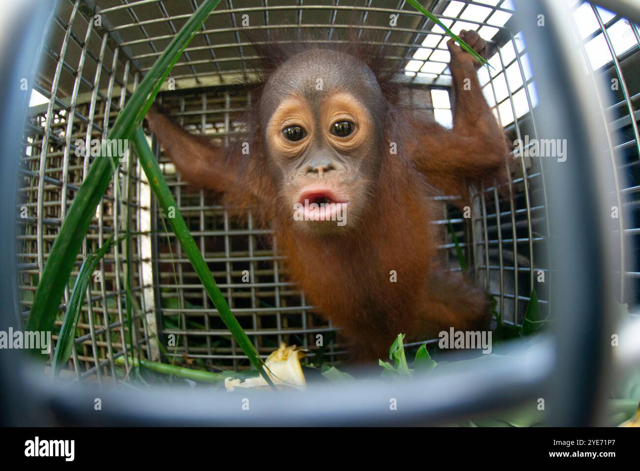 Baby Bornean orangutan inside a temporary cage. The Bornean orangutan ...