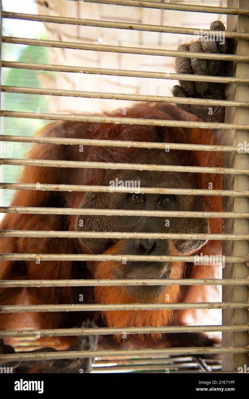 Rescued adult Bornean orangutan inside a temporary cage. The Bornean ...