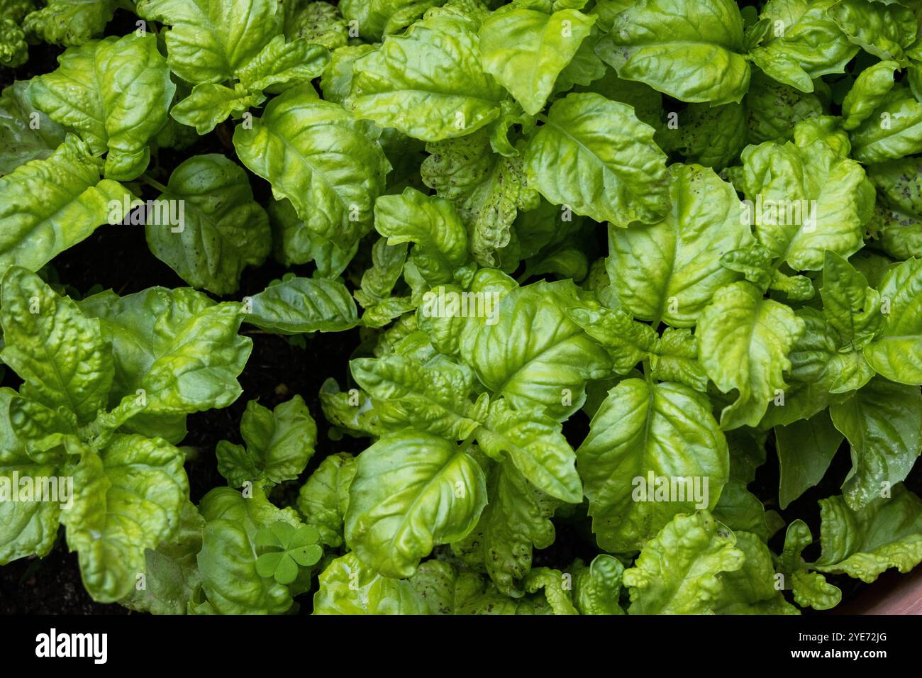 Holy basil pest hi-res stock photography and images - Alamy