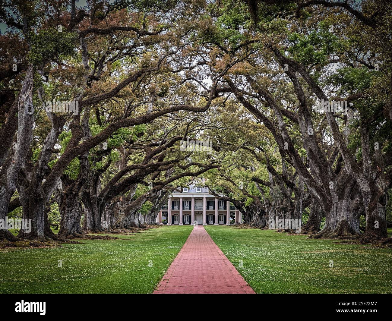 Double row of southern live oak trees hi-res stock photography and ...