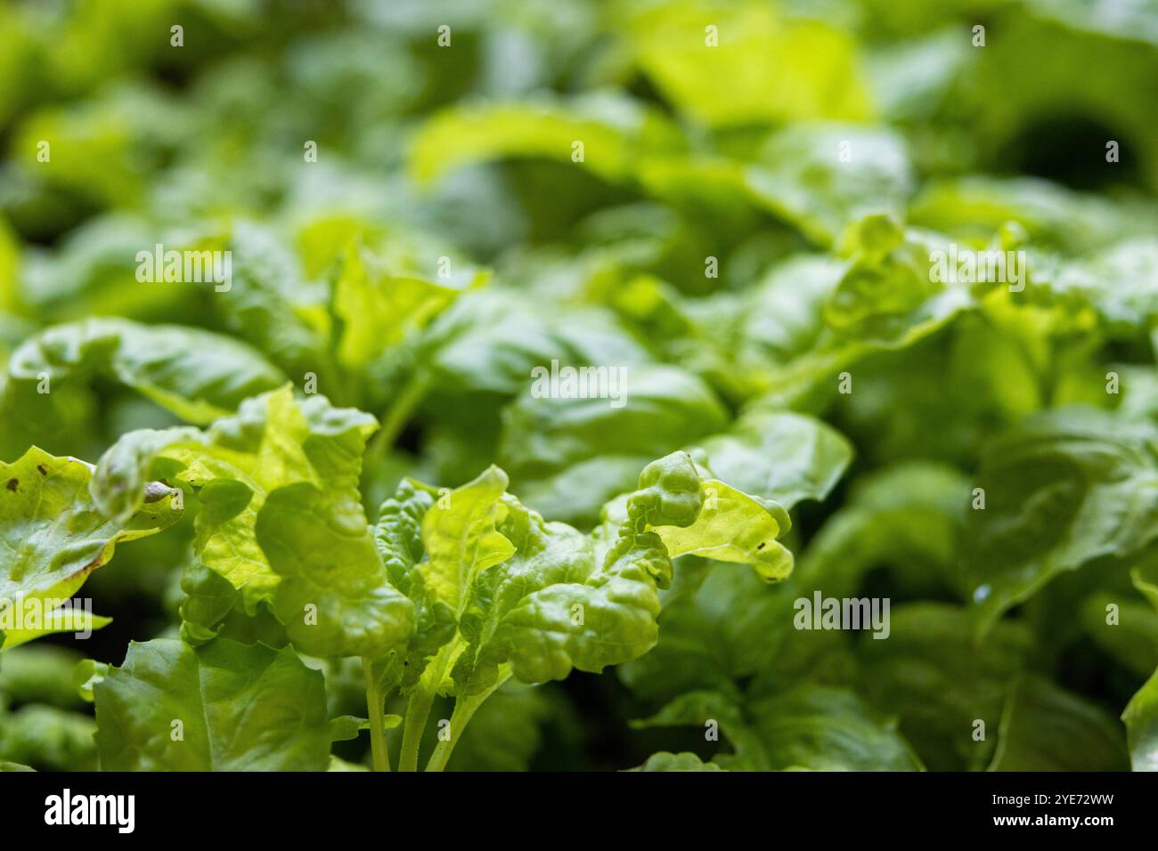 Basil mulch hi-res stock photography and images - Alamy